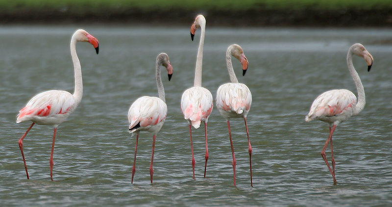 Greater Flamingo