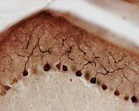 Psicofisiología: Dinamica Cerebral