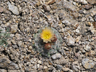 Exploring the American West: Toano Range Exploration