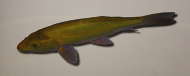 Beautysmile-Koi: Midori Goi ( rare fish )