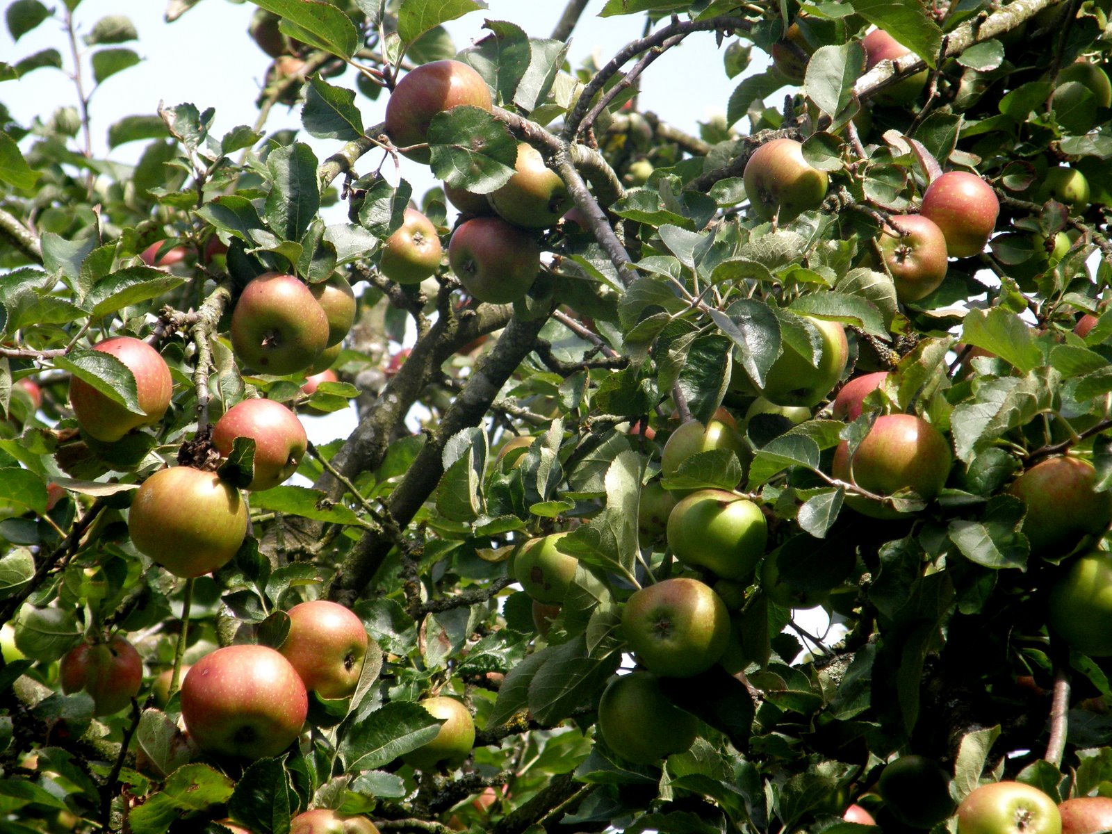 A Cotswold Year: Apple Crop