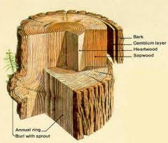 Trees and Plants Journal: The Bark Structure of a Tree