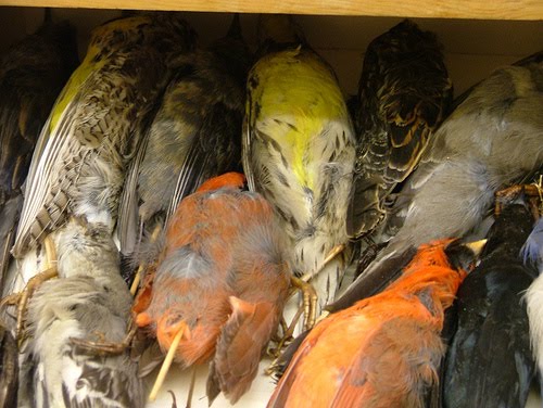 Hunters & Gatherers at Home: Counting Crows, Bird Specimens as Art