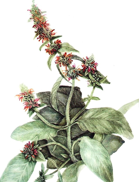 Hunters & Gatherers at Home: Flora, Grant, New Hampshire...The Art of ...