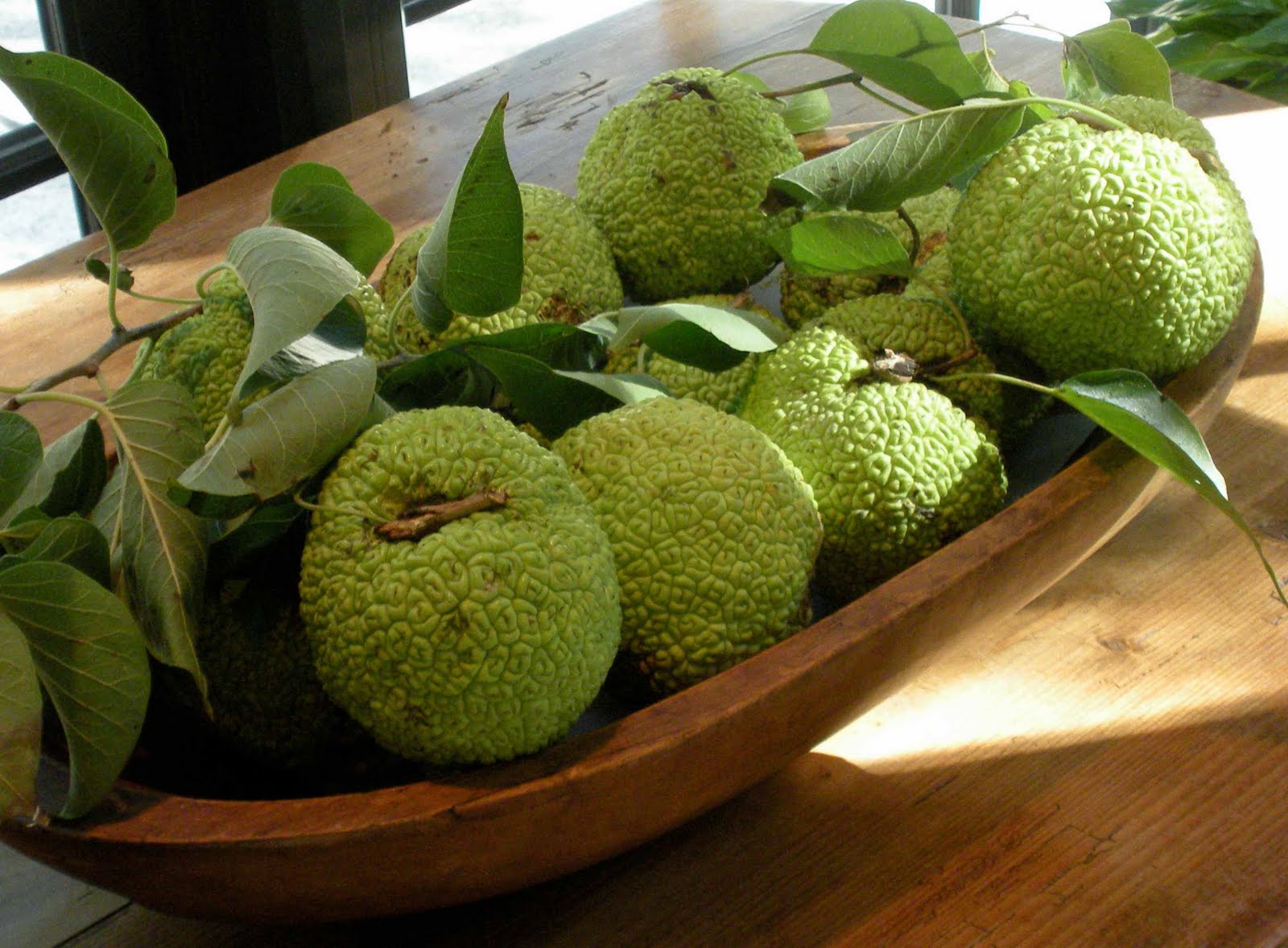 O is for Osage-Orange - HYACINTHS FOR THE SOUL