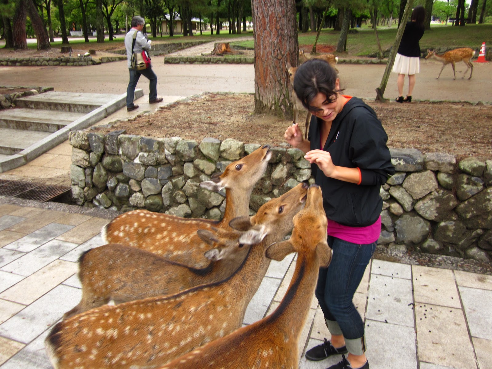 japanne: Nara: land of people-eating deer pets