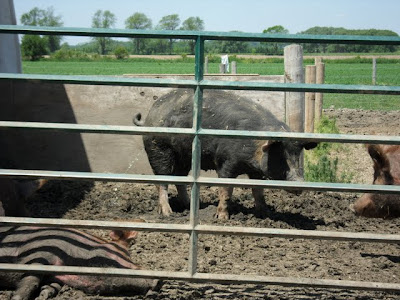 Stratford Culinary Tour: Perth Pork Products - Food Junkie Chronicles
