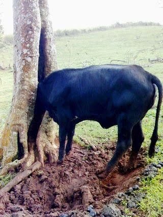 interesting pictures: Foolish Animals