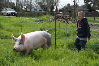 North Bay Junior Livestock Breeders: Junior Pig Herder!
