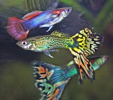 Guppies : The Fish for the Aquarium