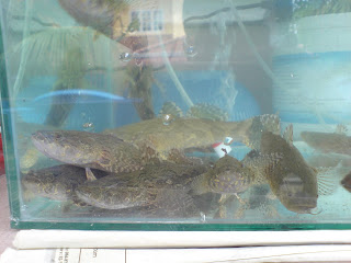 Khaisya AgroTech: Ternakan Ikan Ketutu