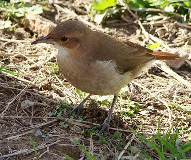 aves de Chacabuco: HORNERO.