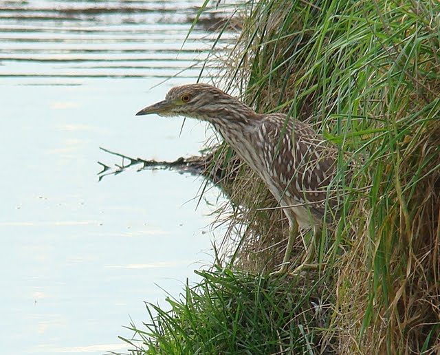 aves de Chacabuco: GARZA BRUJA O TOCO.