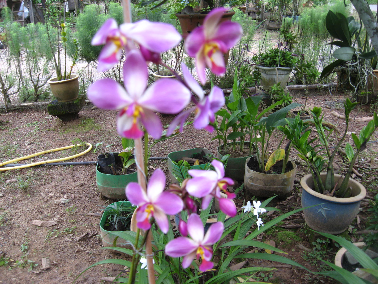 INSPIRASI ALAM: ORKID BUTTERFLY