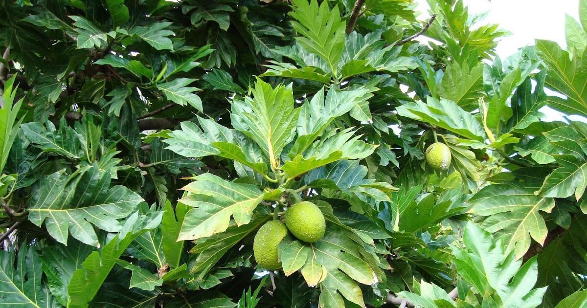 Samoan Cooking: Fa'alifu Ulu... Cooked Breadfruit in Coconut Milk :)