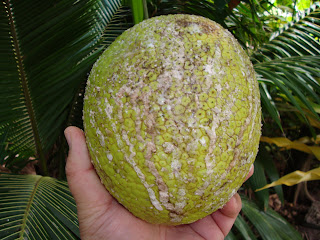 Samoan Cooking: Fa'alifu Ulu... Cooked Breadfruit in Coconut Milk :)