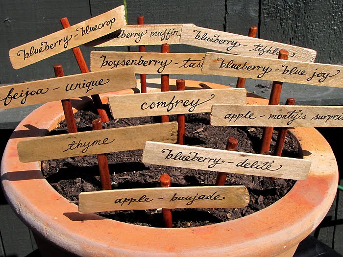 Camellia Rose: How to make rustic plant labels