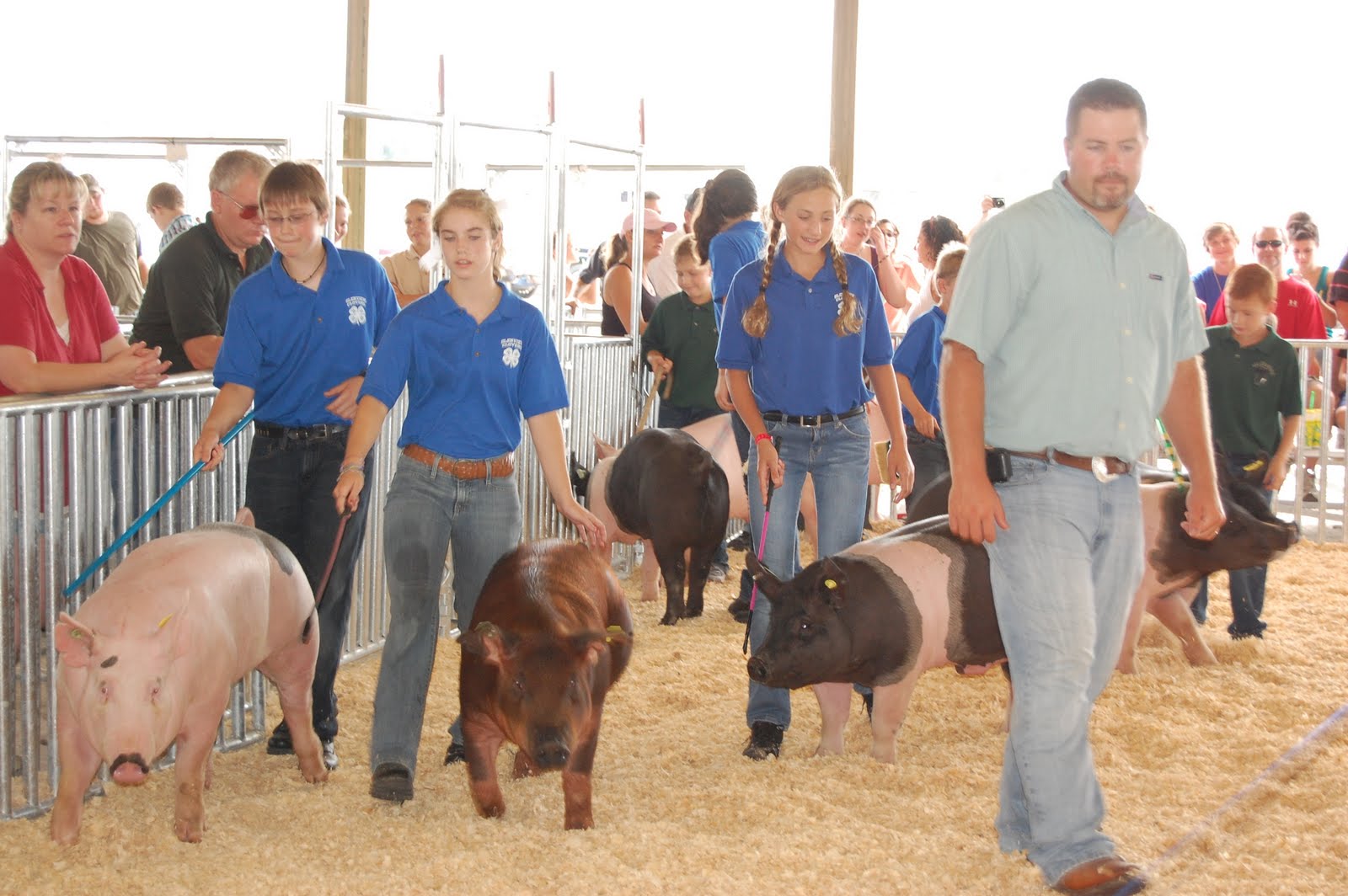 Wagner Feed: Swine show at the Lake County Fair