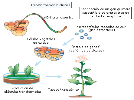 Transgenia 2010: Técnicas e métodos utilizados