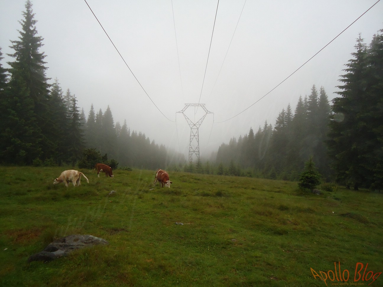 Apollo Blog: Pasul Bucin