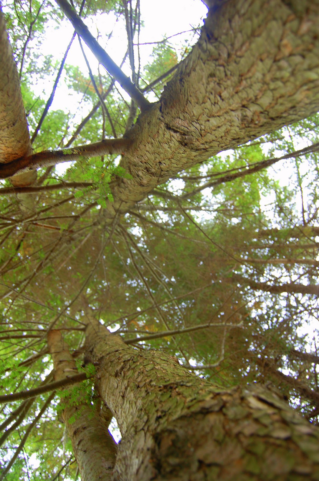 Ocean Breezes: Crazy For Trees