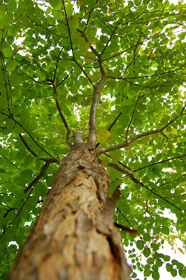 Ocean Breezes: Crazy For Trees