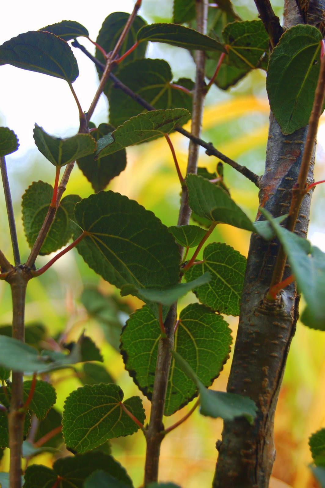 Ocean Breezes: Crazy For Trees