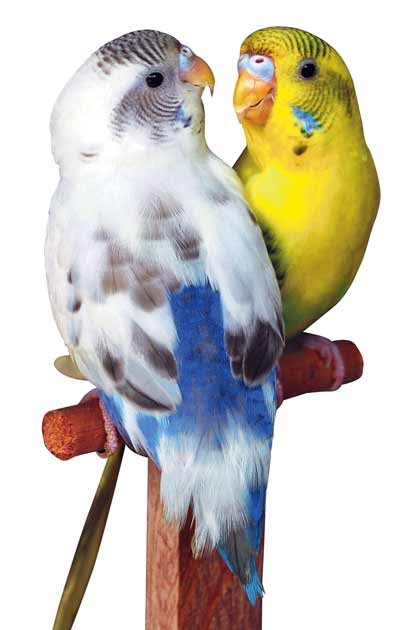 Jenis Burung Parkit Australia Cendrawasih Burung - Macam Macam Burung