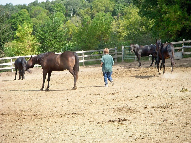 Second Chance Horse Rescue Ranch: Let me tell you about....