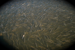 LongIslandette: Spawning Bunker