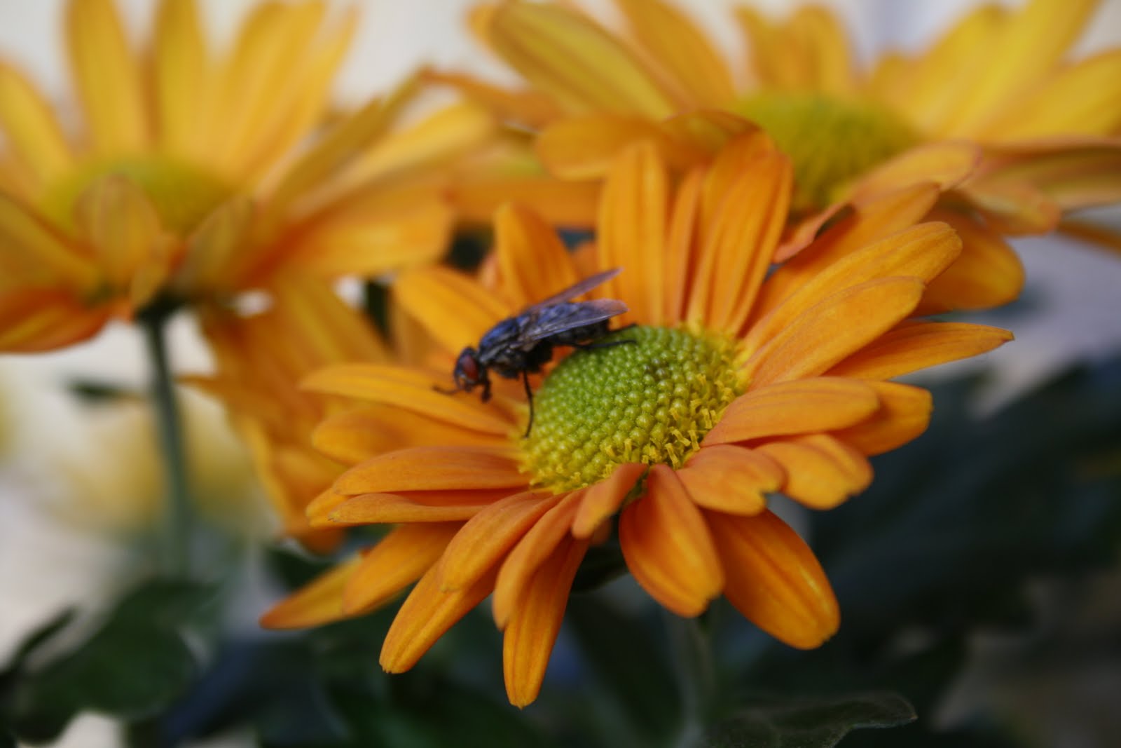 Kulturella tankar: Flyg fula fluga, flyg