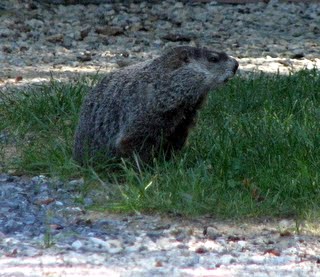 Blue Country Magic: Fat Groundhog