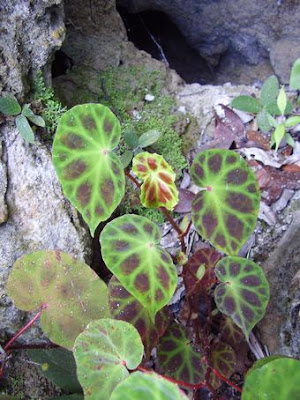 Hort Log: Begonia rubida