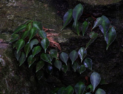 Hort Log: An unusual Begonia kingiana