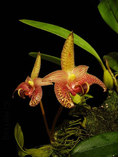 Hort Log: Bulbophyllum sumatranum Garay 1996