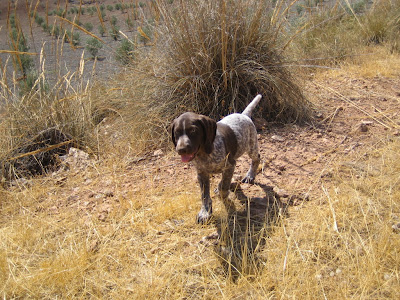 Bracos Alemanes---Deutsch-Kurzhaar: CAMADA C: Assi vom Hege-Hof x Uri ...