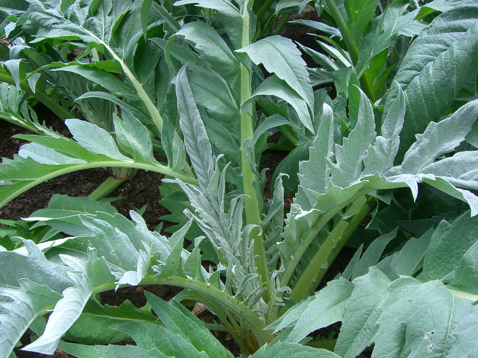 Plant to Plate: Cardoons!