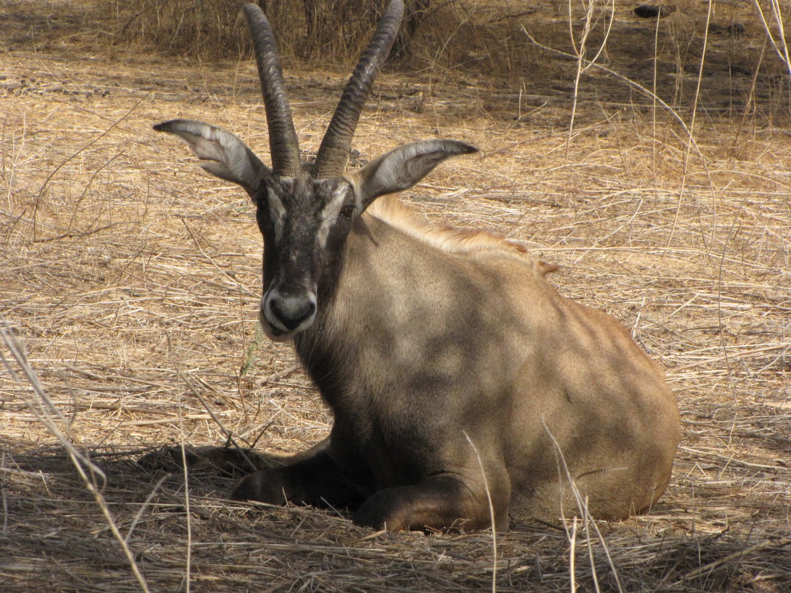 Postcards from Senegal: Game Park - More Pics
