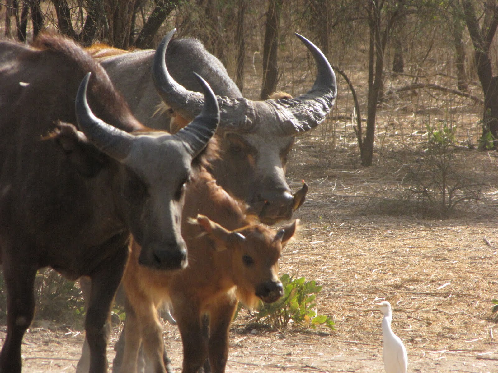 Postcards from Senegal: Game Park - More Pics
