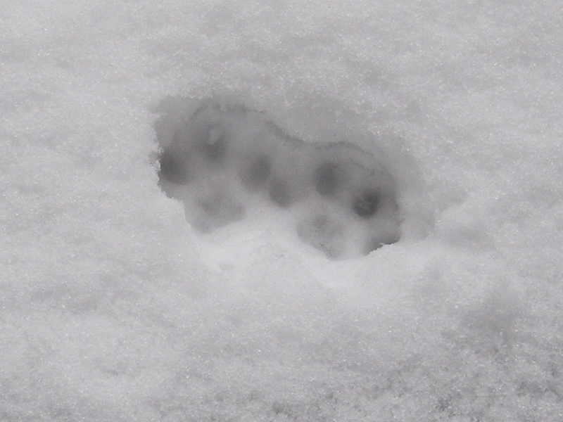 Presenting Lenore: Return of Cat Tuesday (10)