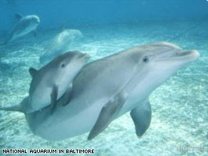 Science: Dolphin gets help nursing her calf