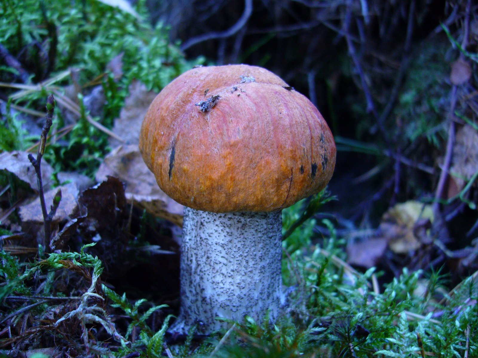 Torvisieni: Pieni koivunpunikkitatti