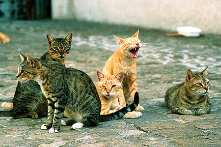 The Pantheon Institute: The Cats of Rome