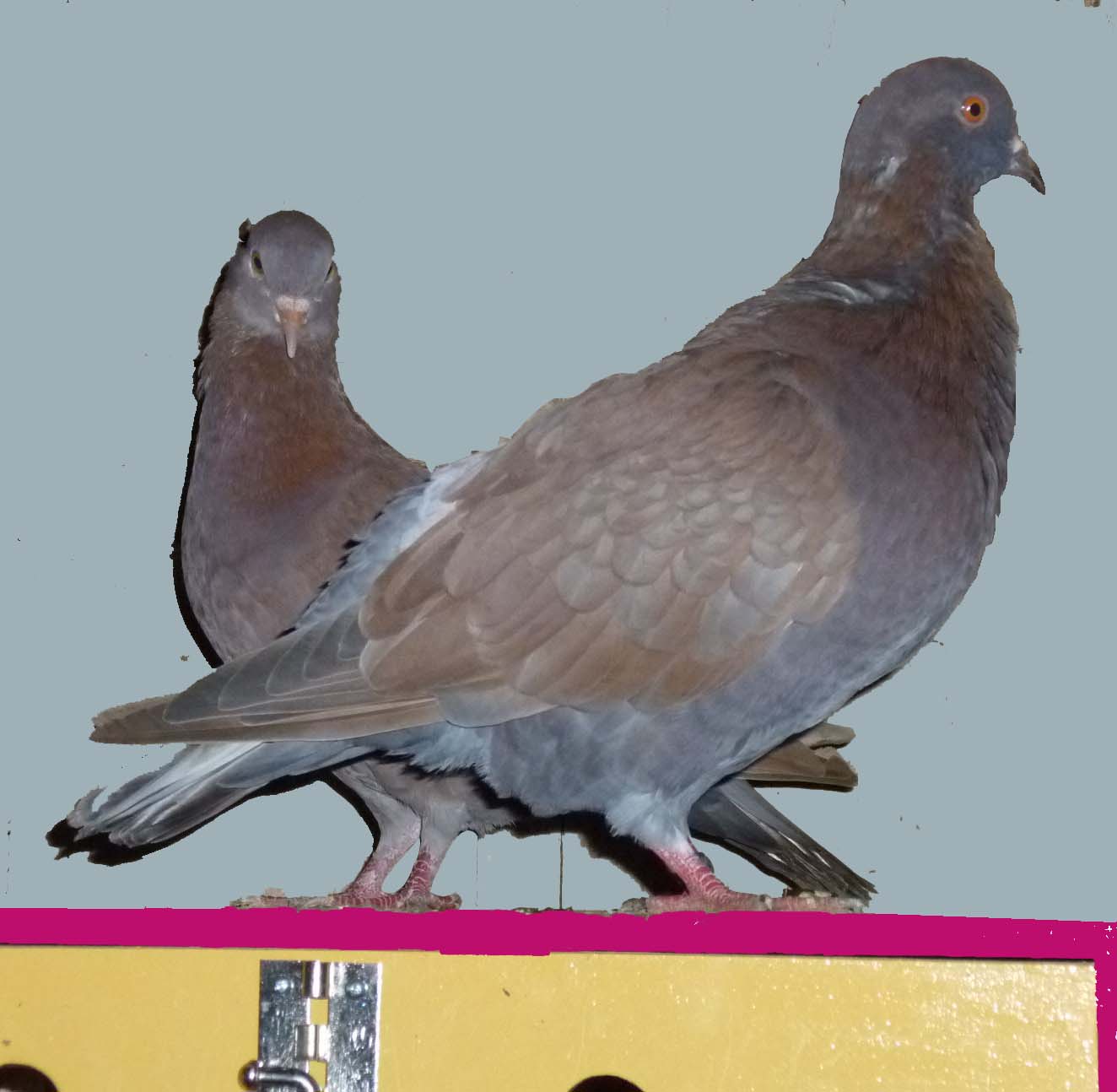 MERPATI BALAP TINGGIAN: BIMA - MERPATI TINGGI