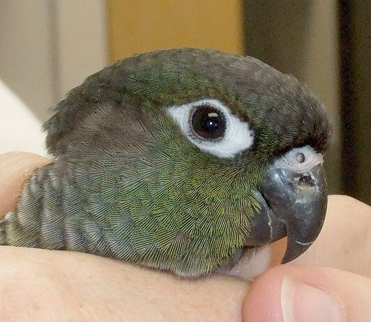 Almost Angels Aviary: Green Cheek Beak Injury