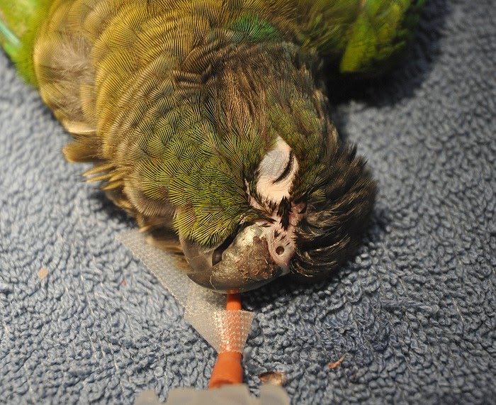 Almost Angels Aviary: Green Cheek Beak Injury