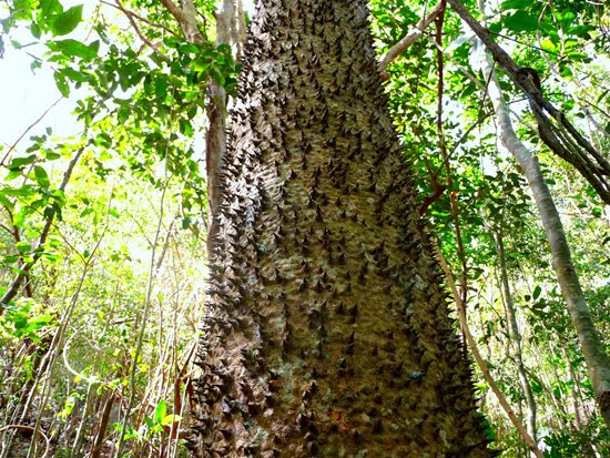 Mengenal Sekilas Tentang Sandbox Tree (Dynamite Tree) ~ Style Dweller