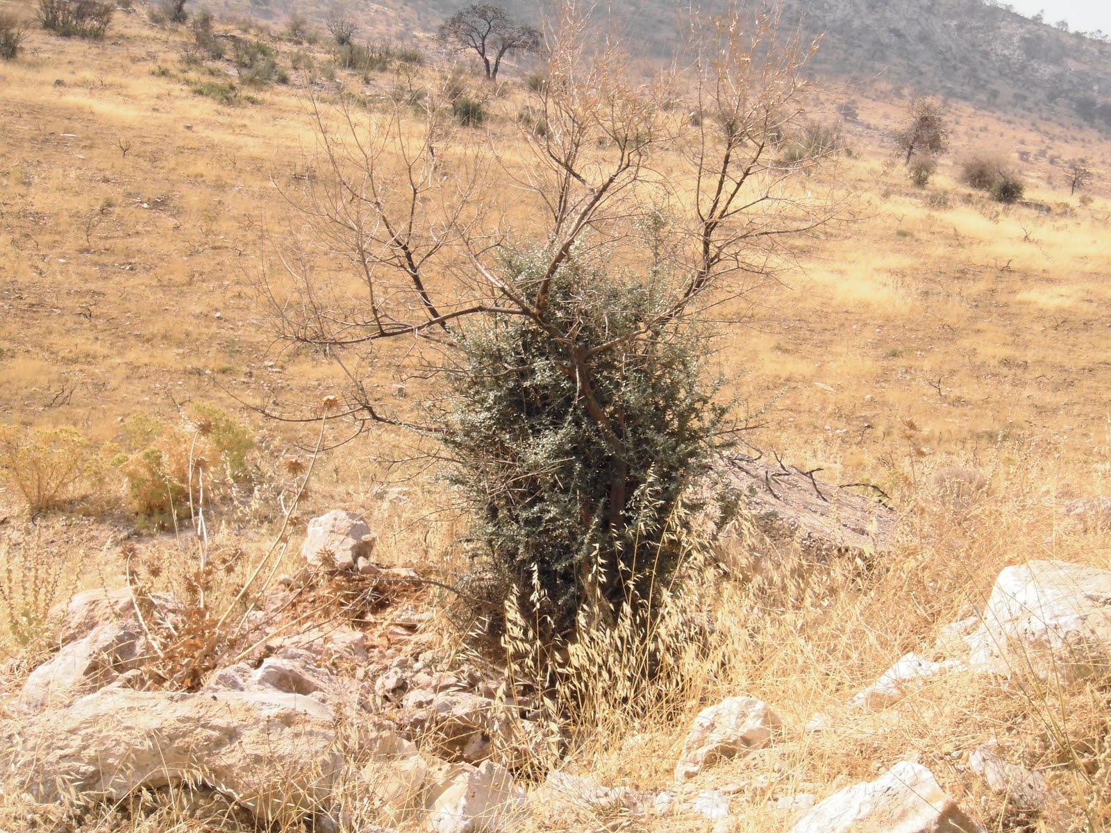 Η ΓΕΙΤΟΝΙΑ ΜΑΣ (και οχι μονο) * ΑΝΤΙΚΑΝΑΠΕΔΕΣ *: ΑΝΩ ΓΛΥΦΑΔΑ-ΤΕΡΨΙΘΕΑ
