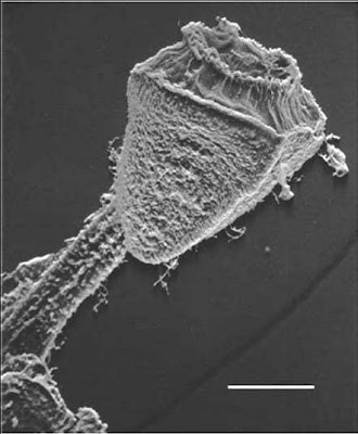 Kamptozoa