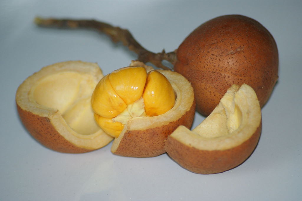 NurulizaYui.blogspot.com: Buah Pugi @ Tampoi @ Ngeke